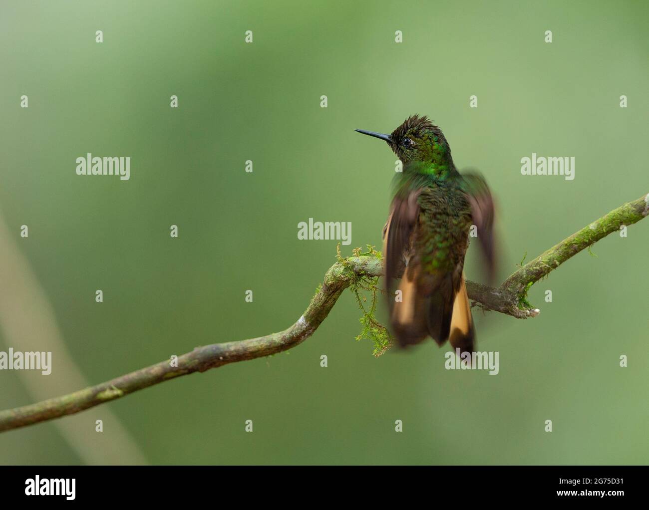 Buff-tailed Coronet (Boissonneaua flavescens) male Stock Photo - Alamy