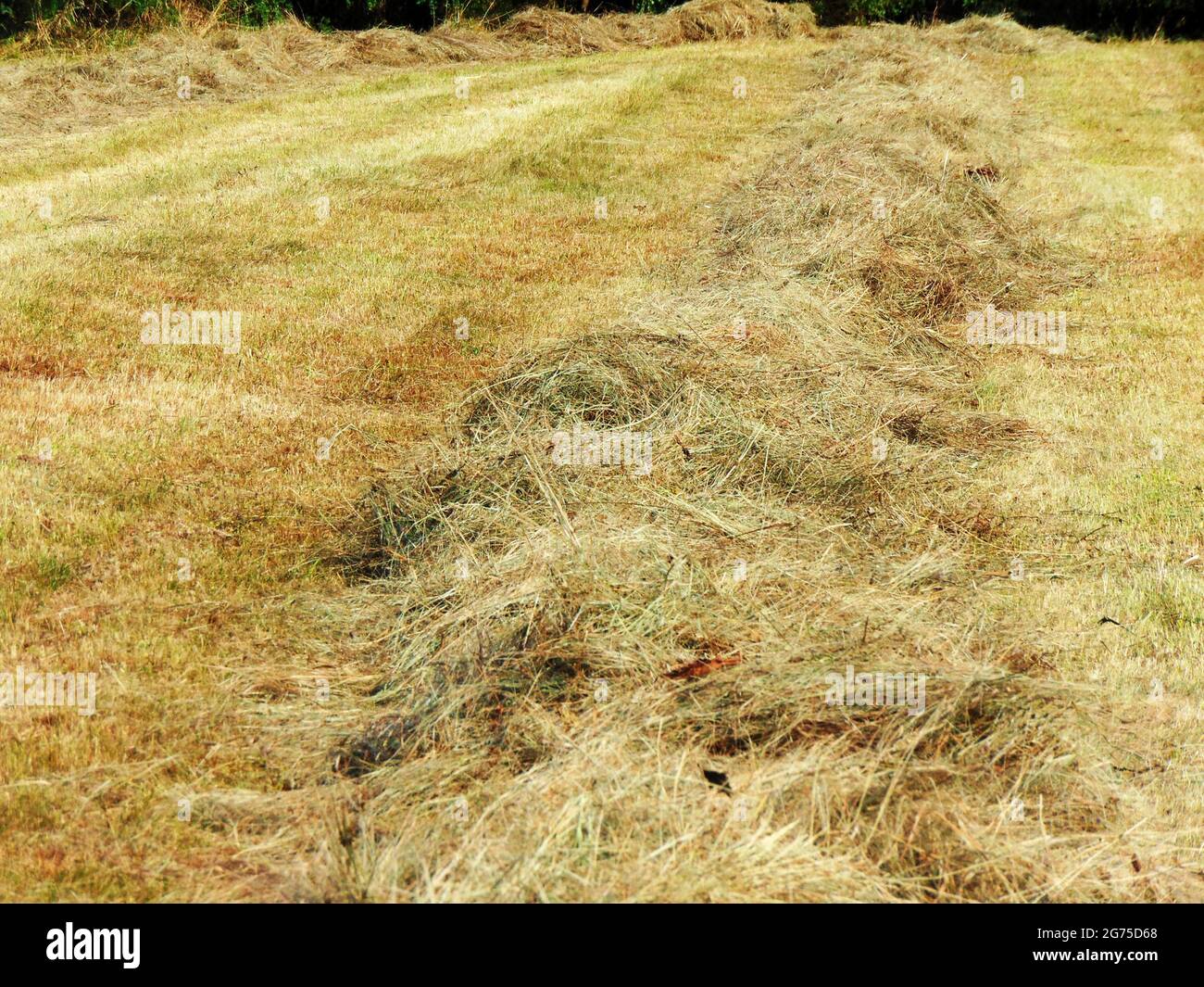 A haystack in the farm in Maramures Stock Photo - Alamy