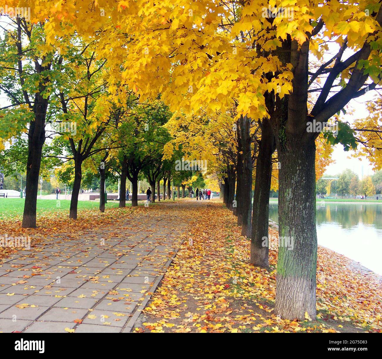 maple alley in city park Stock Photo - Alamy