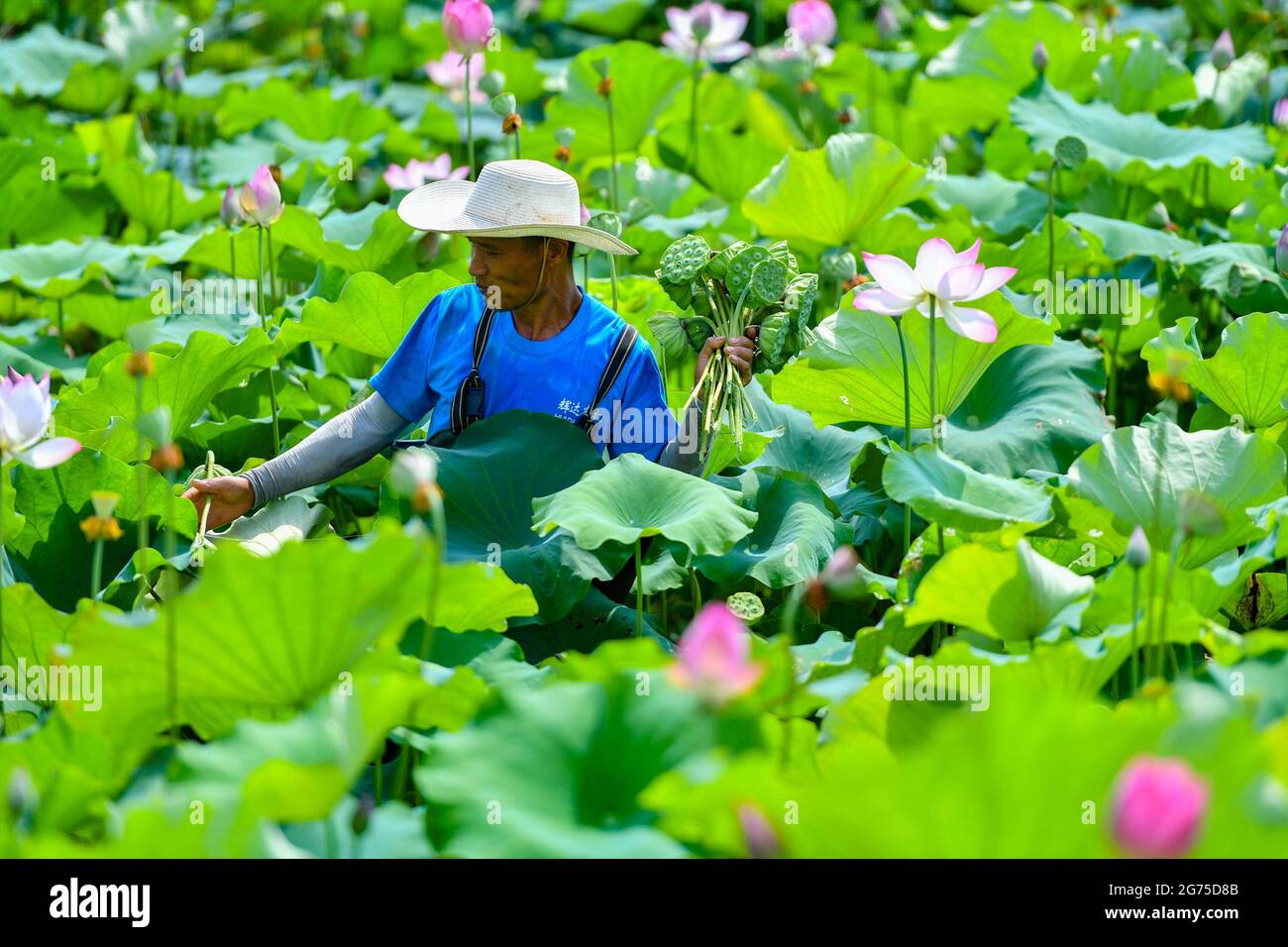 Xiangtan, China's Hunan Province. 11th July, 2021. A villager harvests ...