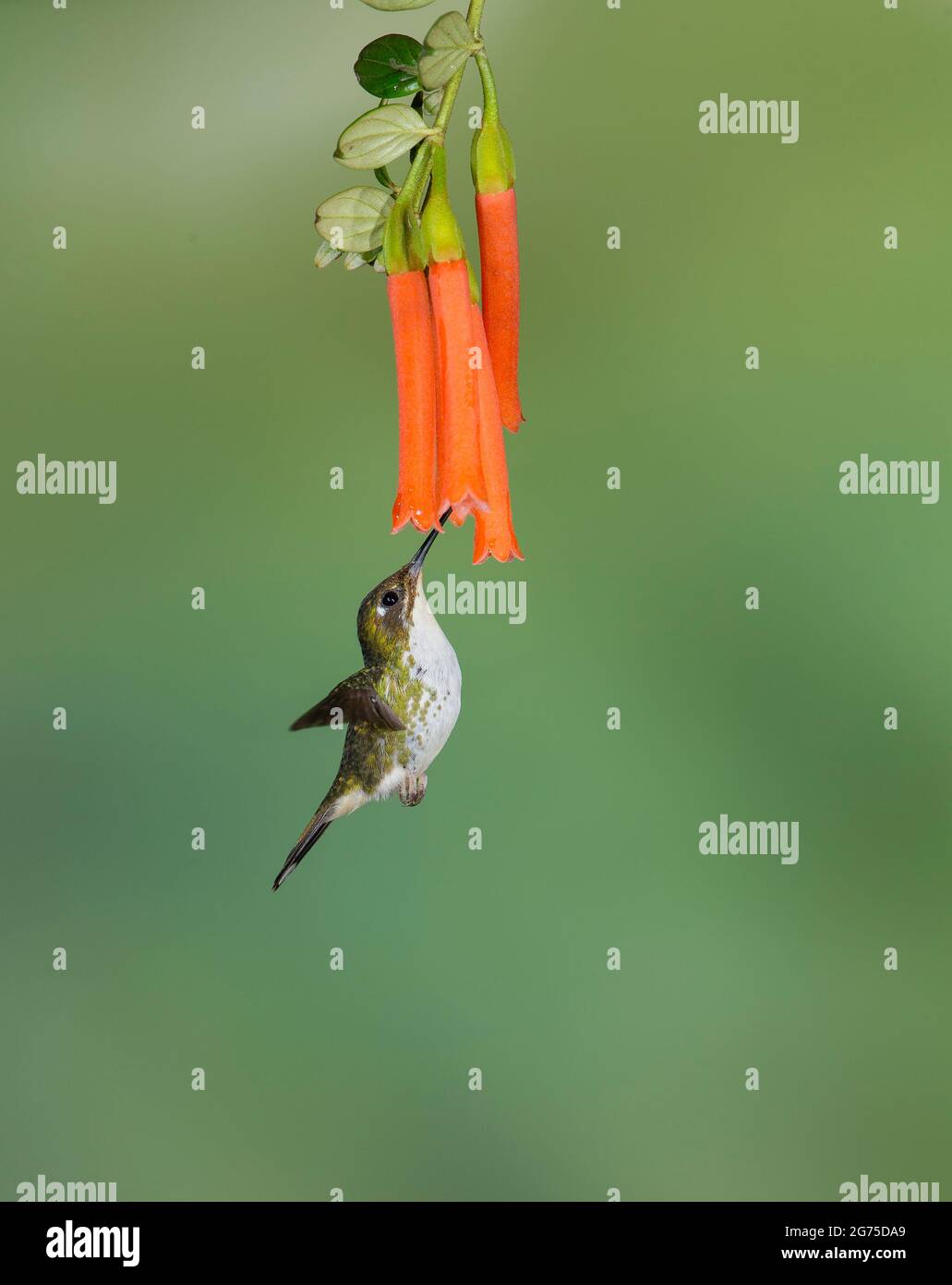Booted Racket Tail High Resolution Stock Photography and Images - Alamy
