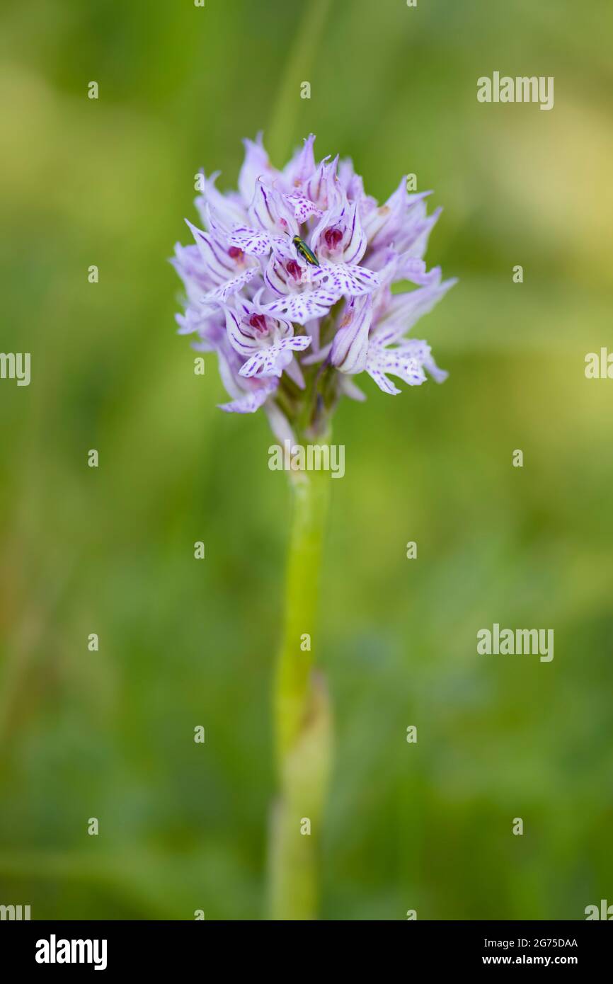 Toothed orchid neotinea tridentata hi-res stock photography and images ...
