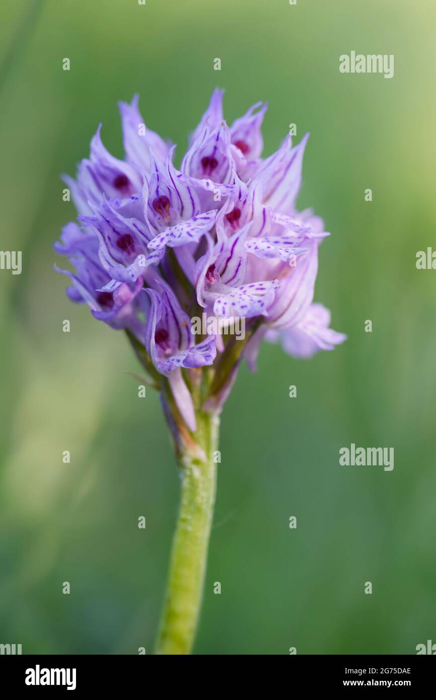 Three-toothed Orchid - Neotinea tridentata, beautiful colored flowering ...