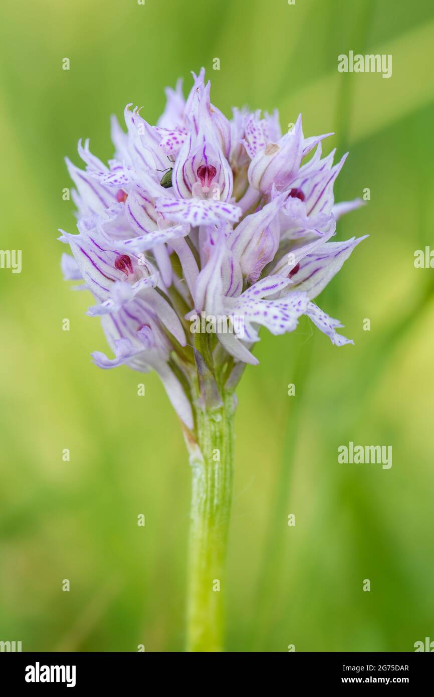 Three-toothed Orchid - Neotinea tridentata, beautiful colored flowering ...
