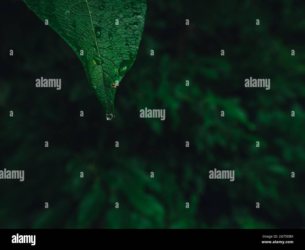 Dar green texture hi-res stock photography and images - Alamy