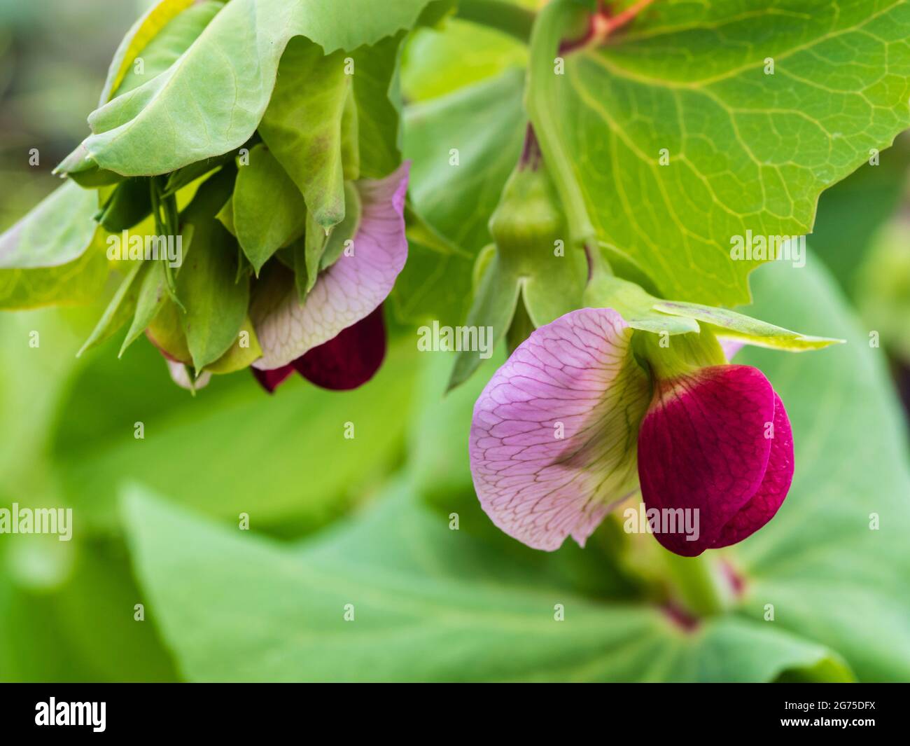 Purple and lilac flower of the purple podded mangetout pea, Pisum ...