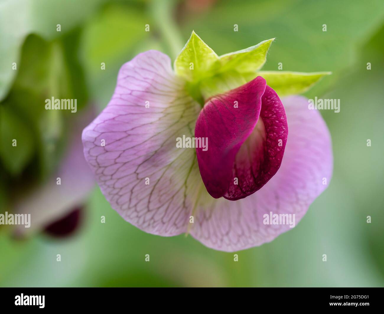 Purple and lilac flower of the purple podded mangetout pea, Pisum ...