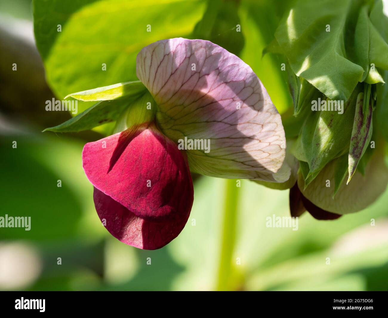 Purple and lilac flower of the purple podded mangetout pea, Pisum ...