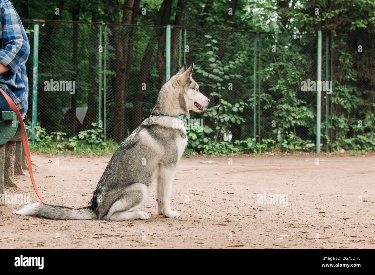 A closeup shot of a dog sitting on san ground next to a man in a park ...