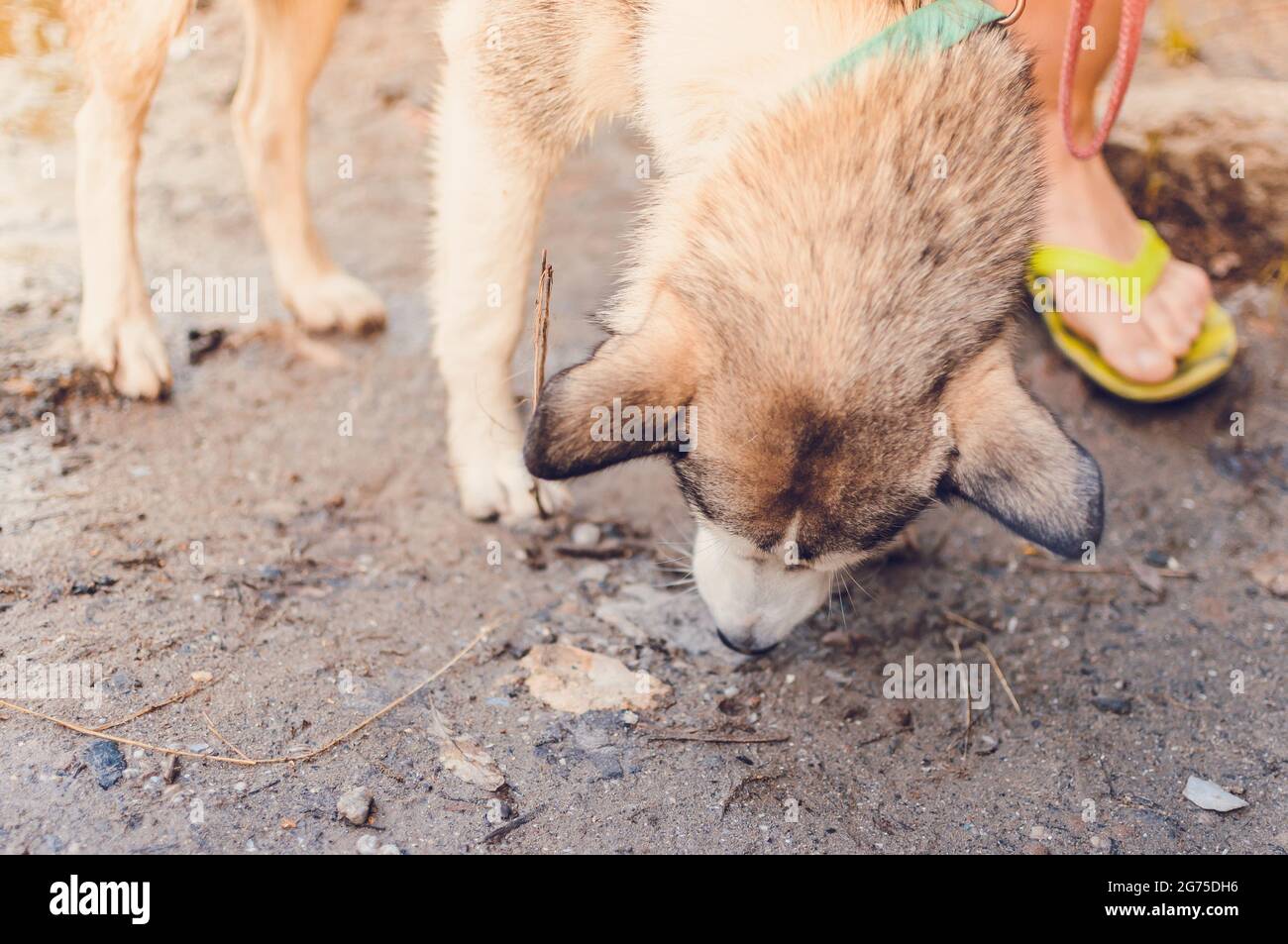 A high angle shot of a dog smelling wet ground and a female foot in ...
