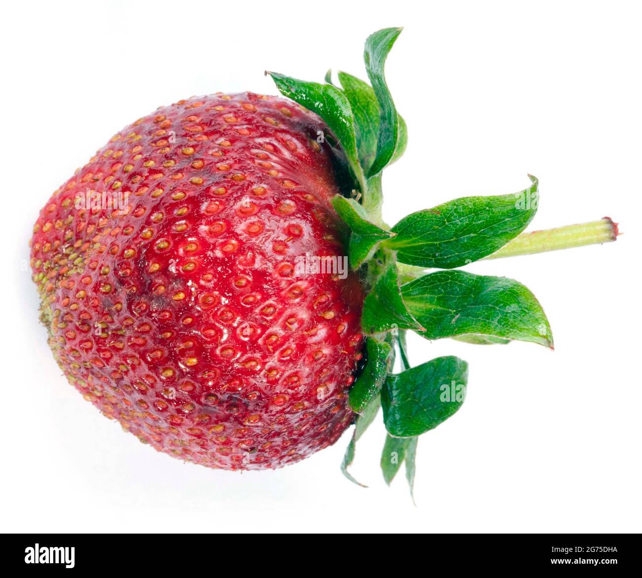 one raw red Strawberry Stock Photo - Alamy