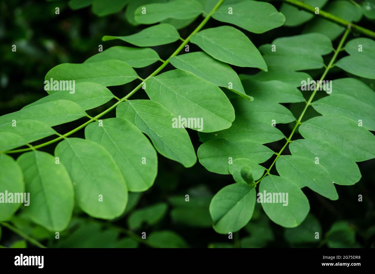 Black locust leaves hi-res stock photography and images - Alamy