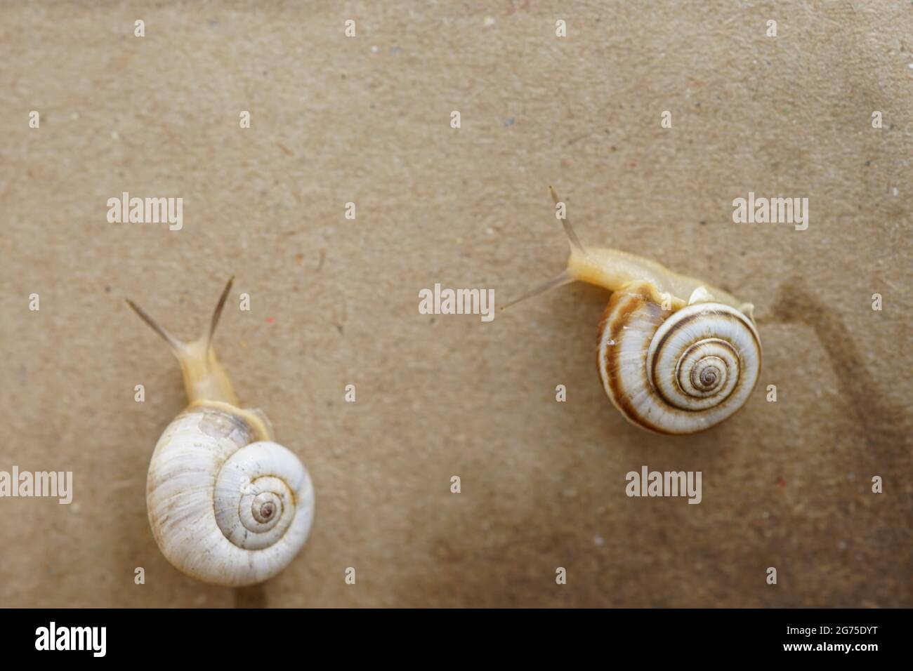 two snails crawling on a cardboard wall Stock Photo - Alamy