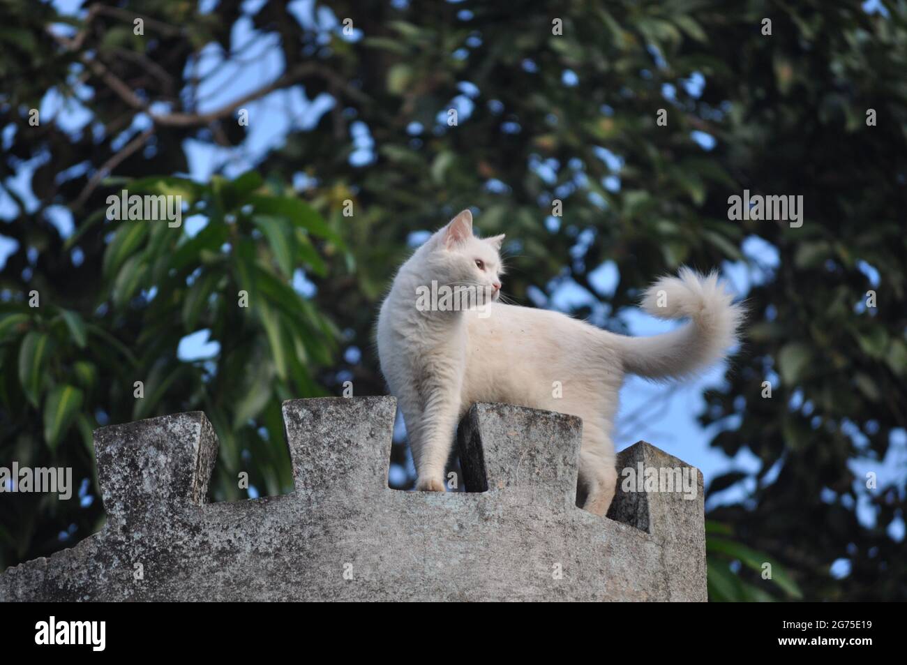 A white long-haired cat stands on a stone against the tree Stock Photo ...
