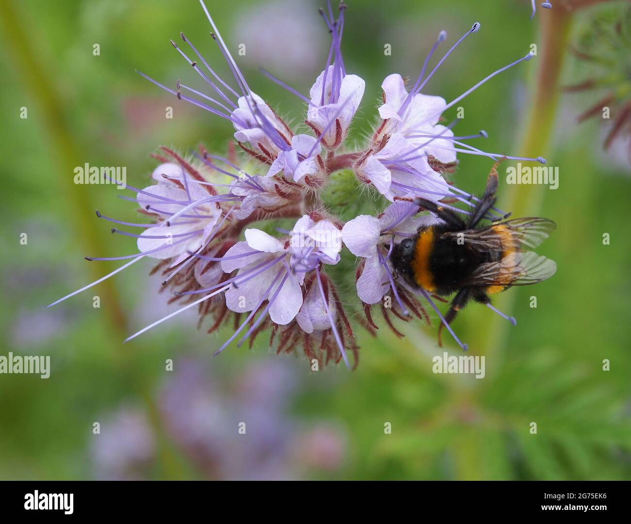 Phacelia Tanacetifolia or Scorpionweed with a bee collecting nectar ...