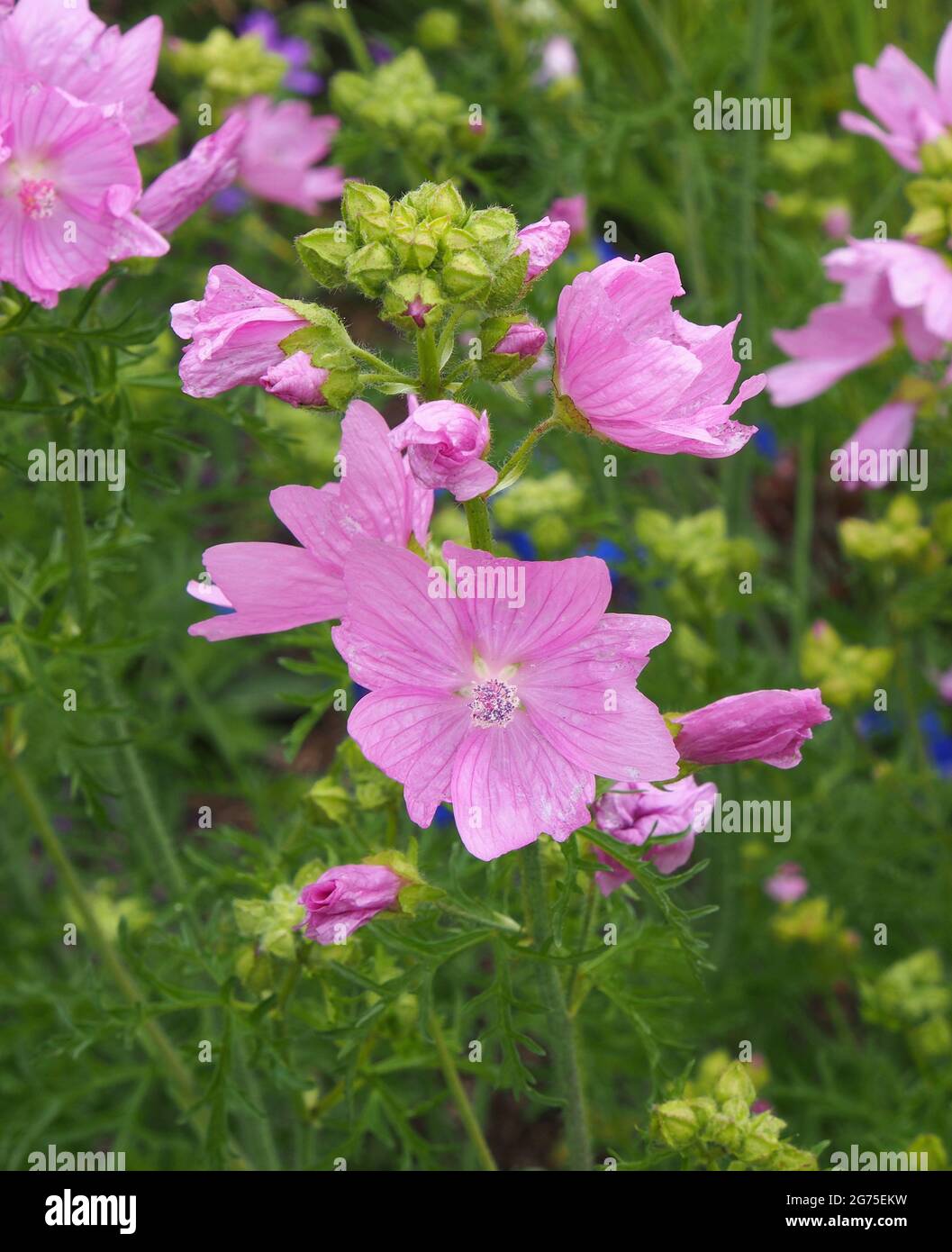 Pink mallow flowers with buds, growing in one of the borders at RHS ...