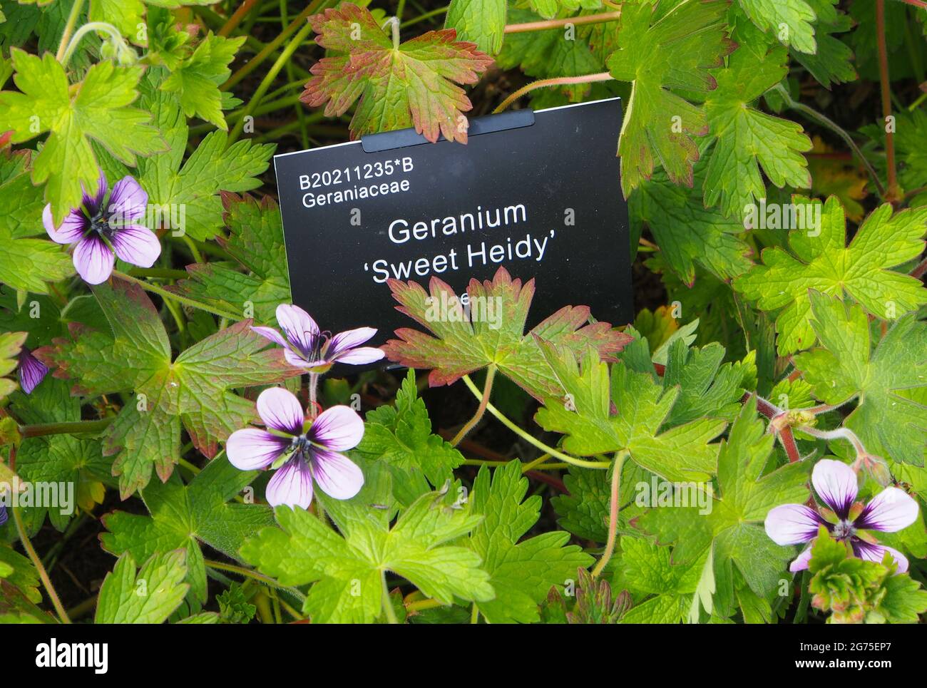Geranium Var. Sweet Heidy with its plant label in a border at RHS ...