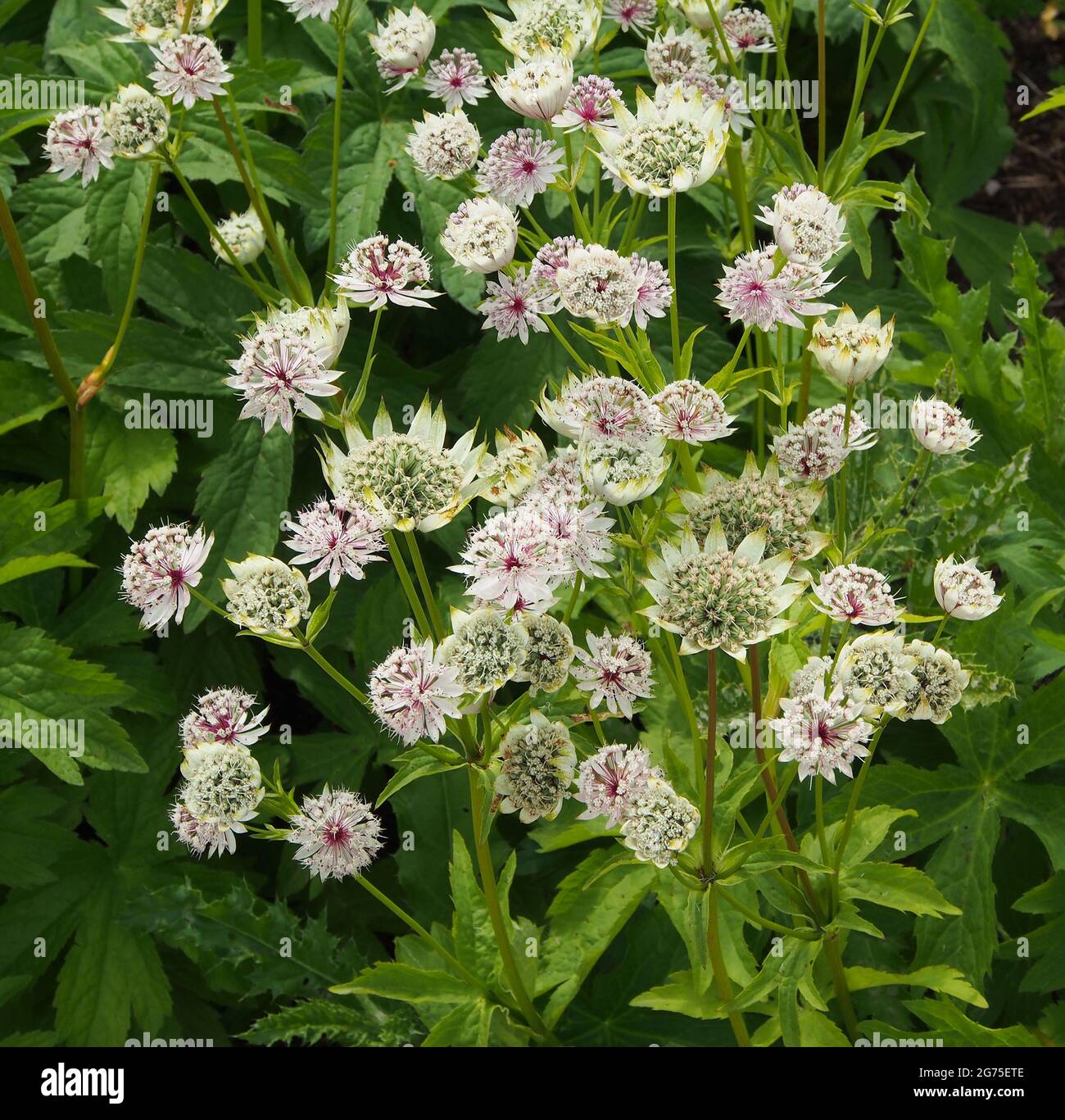 Masterwort foliage hi-res stock photography and images - Alamy