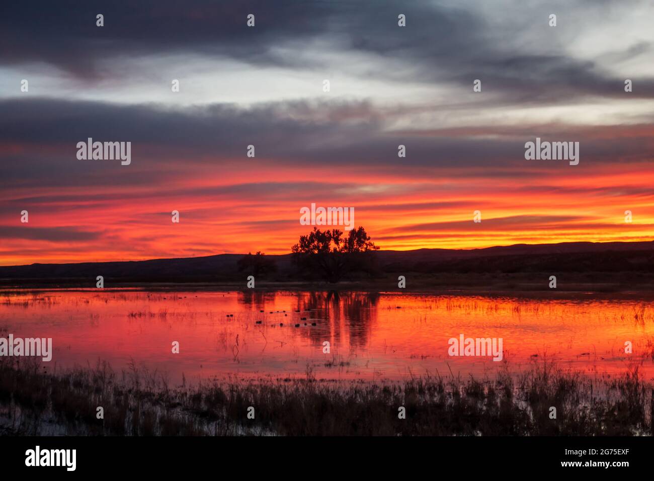 Bosque del apache geese water sunset hi-res stock photography and ...