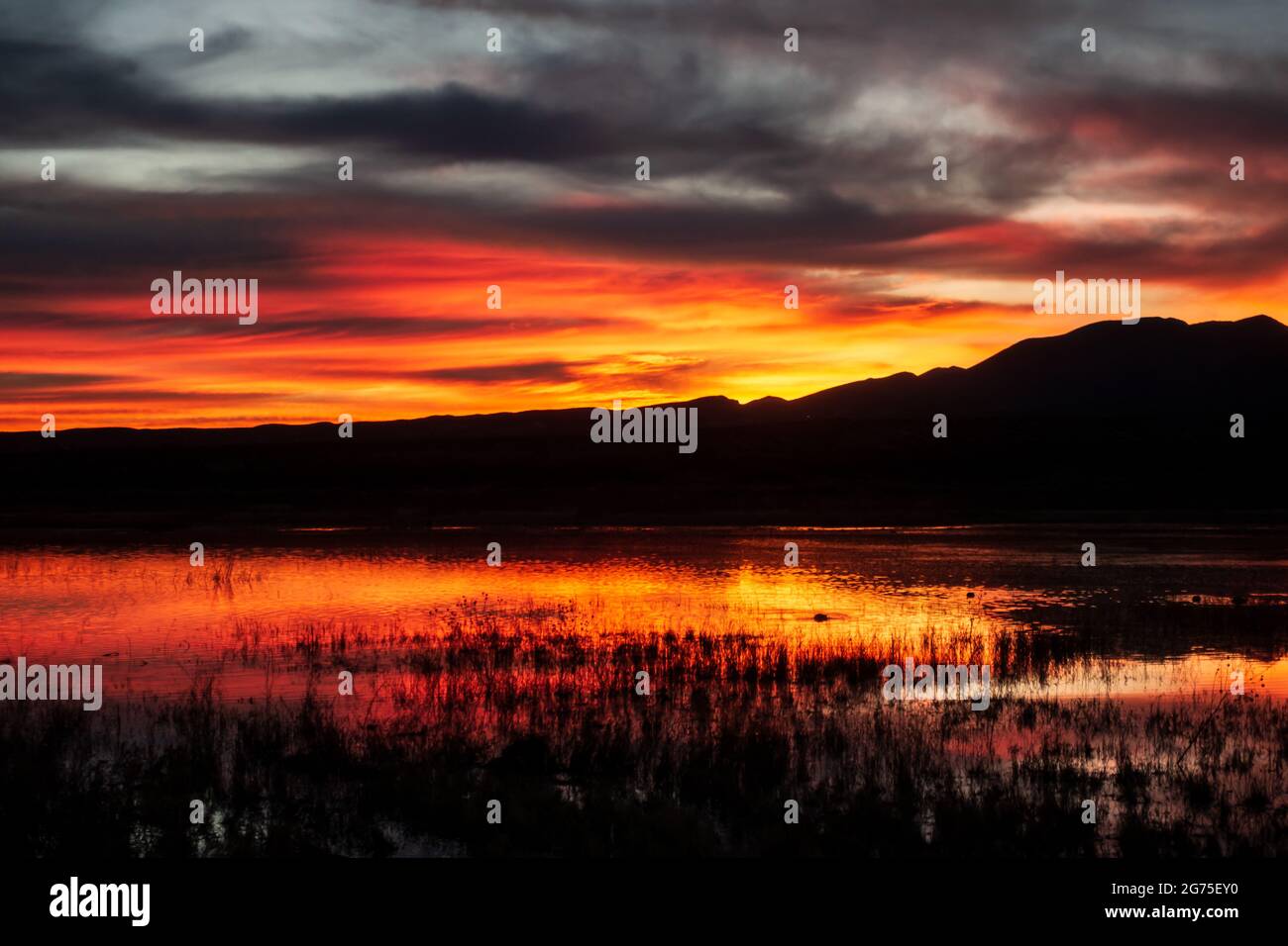 Bosque del apache geese water sunset hi-res stock photography and ...