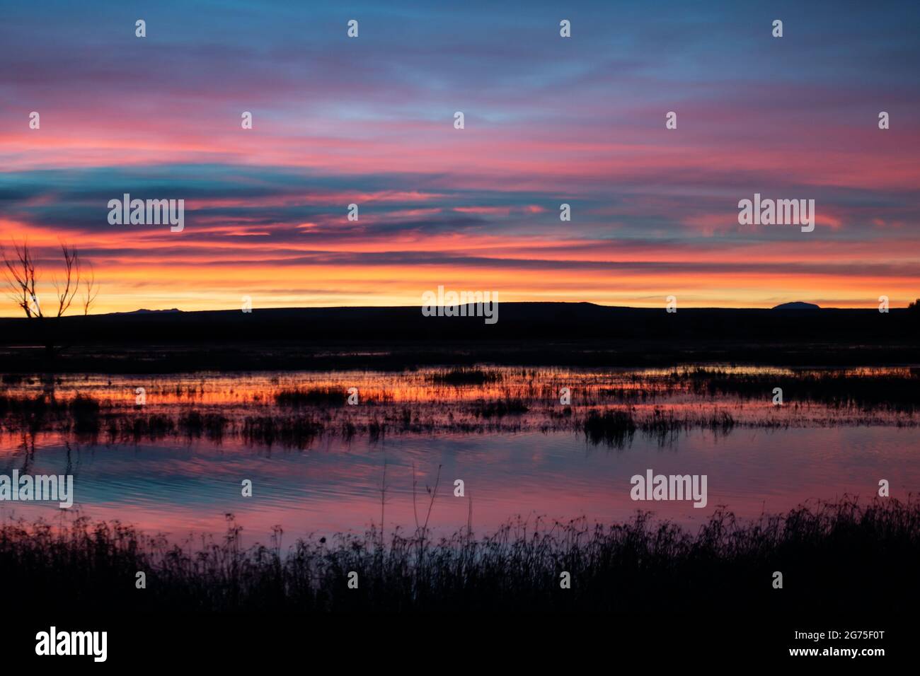 Bosque del apache geese water sunset hi-res stock photography and ...