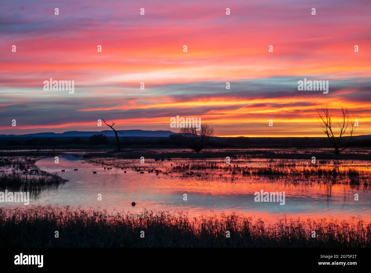 Bosque del apache geese water sunset hi-res stock photography and ...