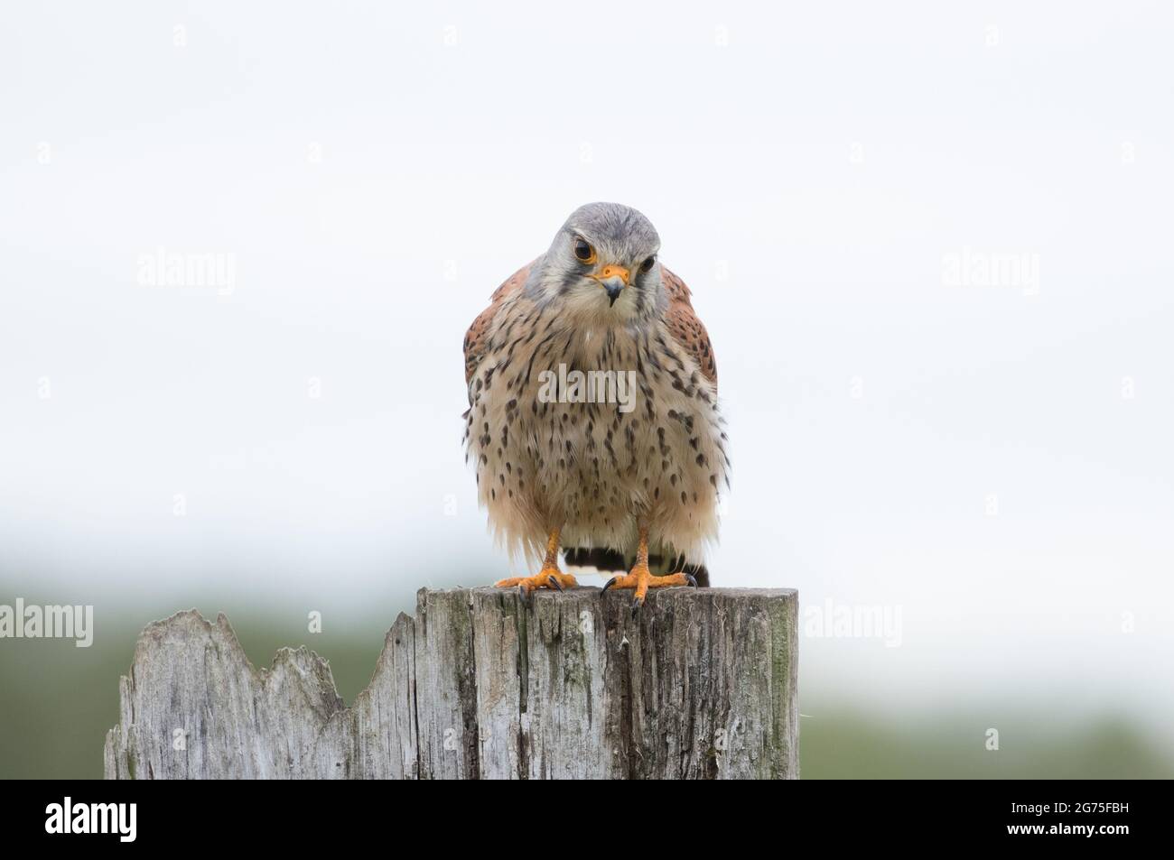 Kestrels rain hi-res stock photography and images - Alamy