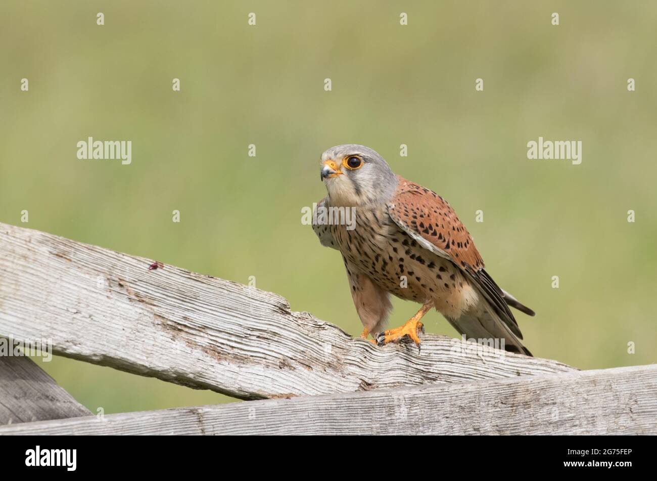 Kestrel, Pool Bridge Farm, near York Stock Photo - Alamy