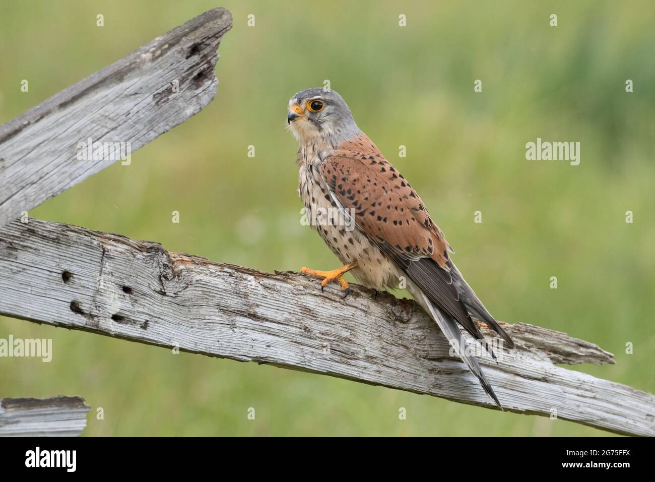 Kestrel rain hi-res stock photography and images - Alamy