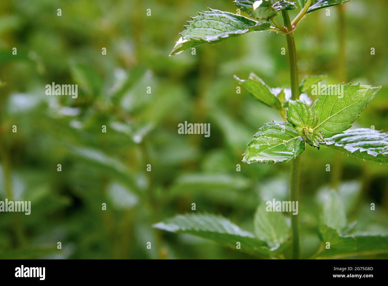 A branch of green mint grows in the garden, copy space Stock Photo - Alamy