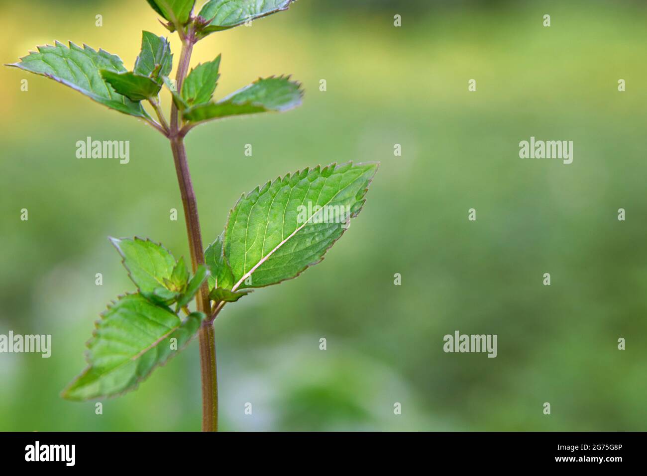 A branch of green mint grows in the garden, copy space Stock Photo - Alamy