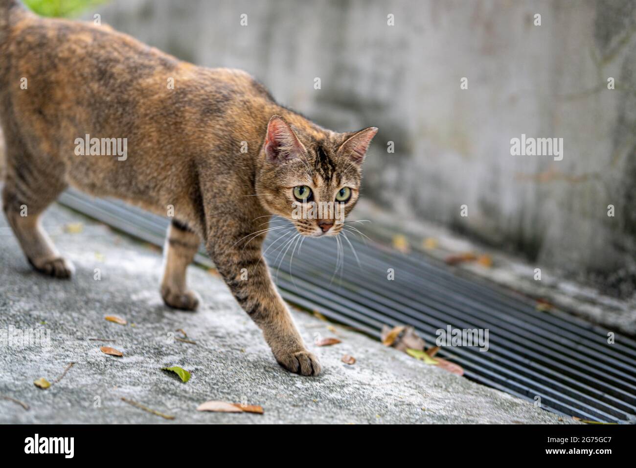 A cute brown stray cat with adorable eyes walking outside Stock Photo ...