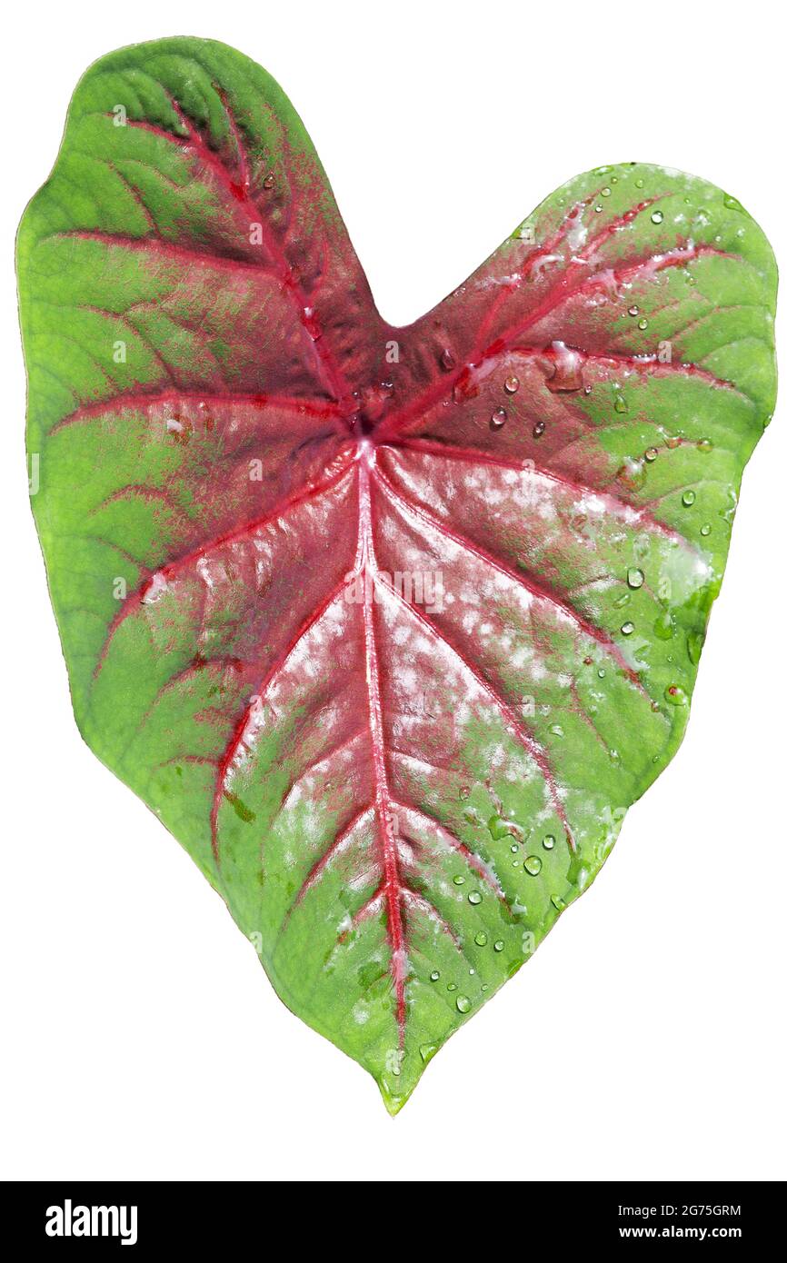 A Caladium leaf isolated on white background Stock Photo - Alamy