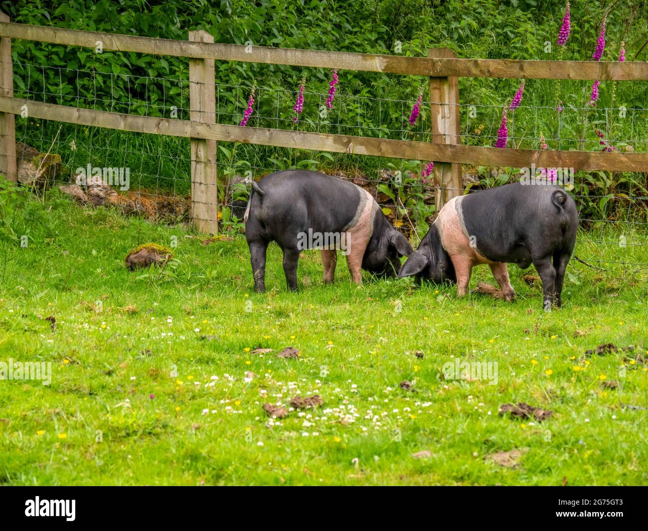 Rooting field countryside rural farming hi-res stock photography and ...