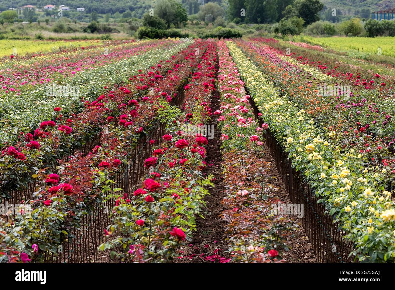 Rose farm hi-res stock photography and images - Alamy