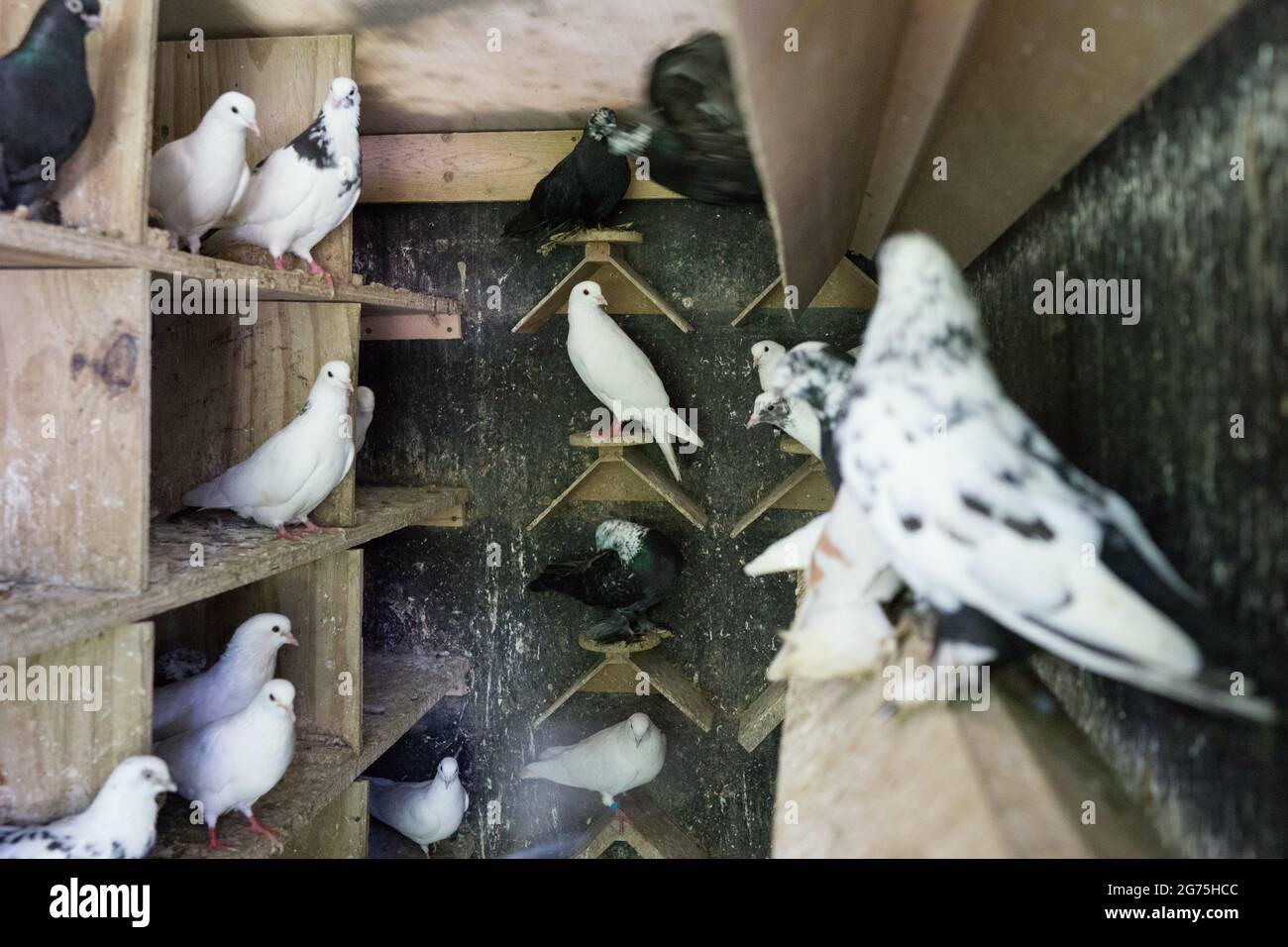 A wooden shed with many black and white doves Stock Photo - Alamy