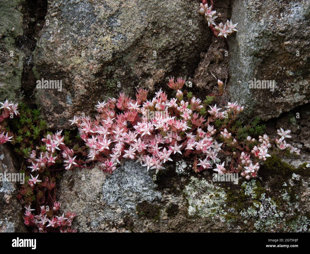 Sedum Anglicum
