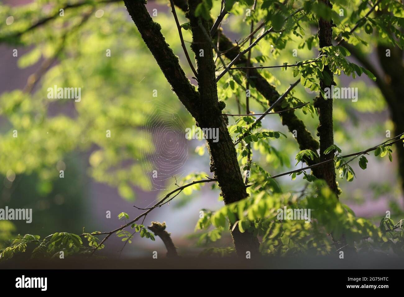 Branches of tree trunk different view hi-res stock photography and ...