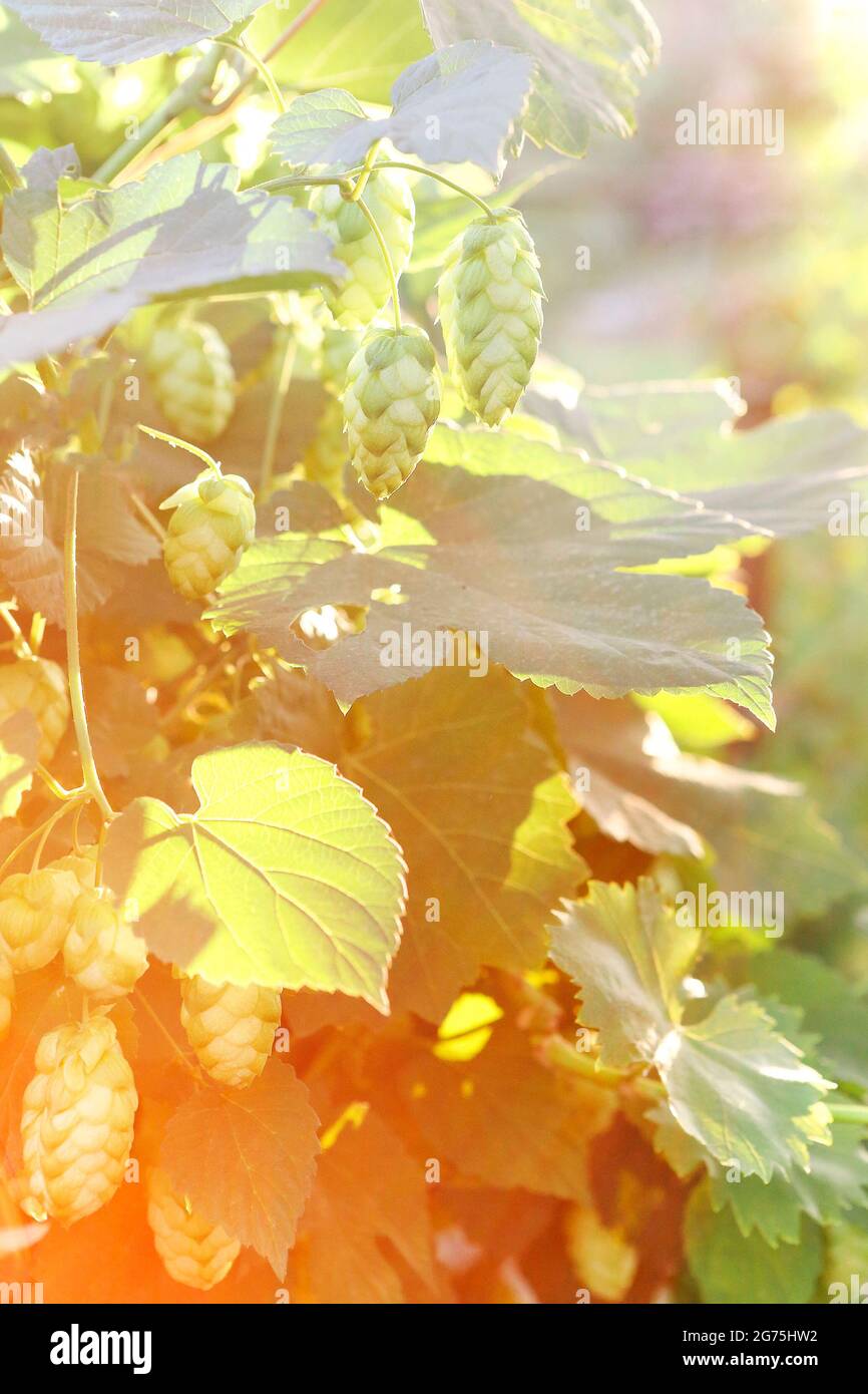 Organic Hops Farm for Brewing Beer. Hop cones - raw material for beer ...