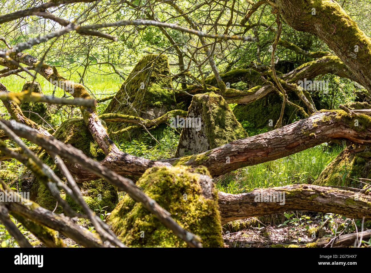 A nature reserve along the historic tank traps along the Westwall near ...