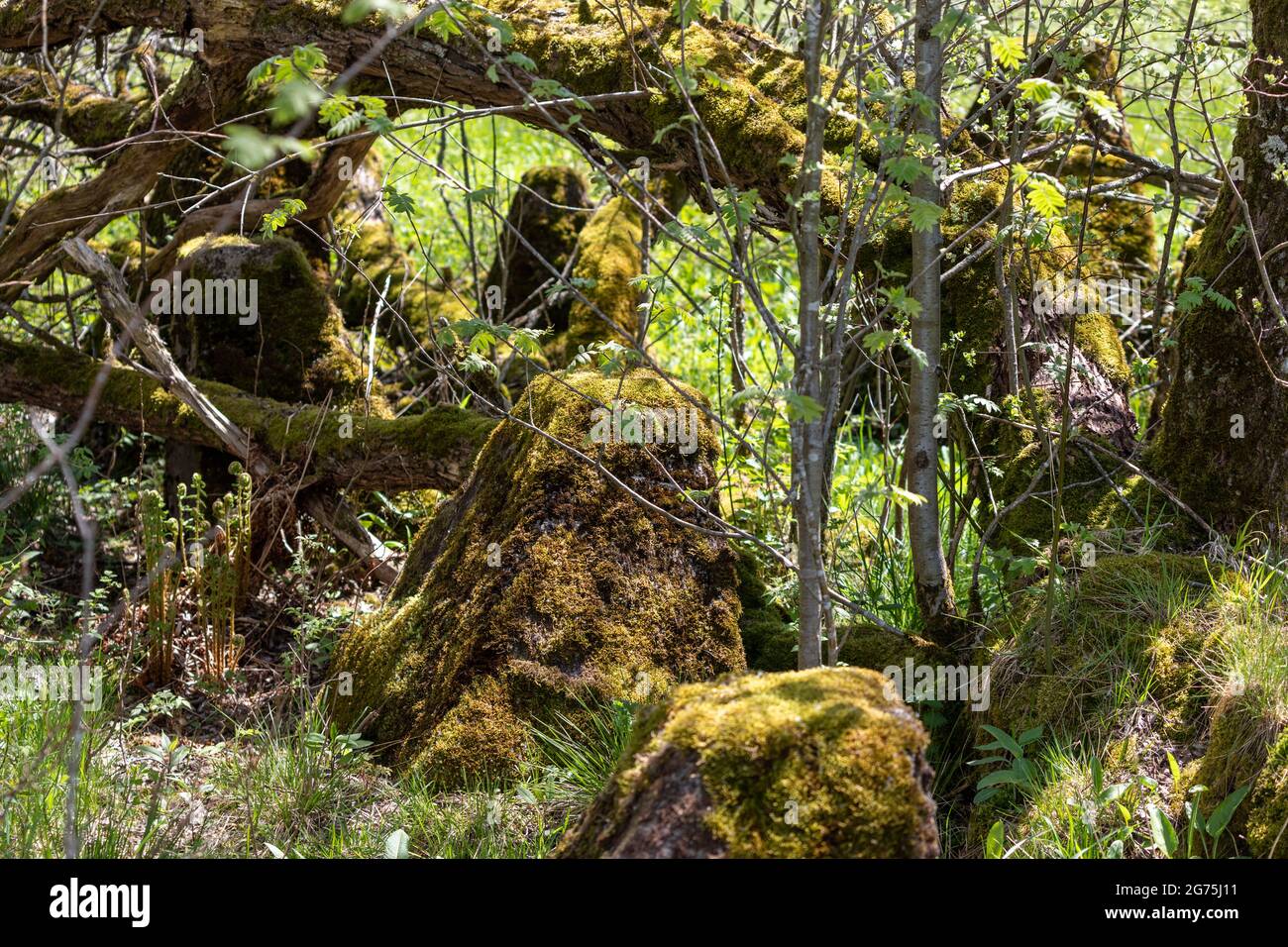 A nature reserve along the historic tank traps along the Westwall near ...