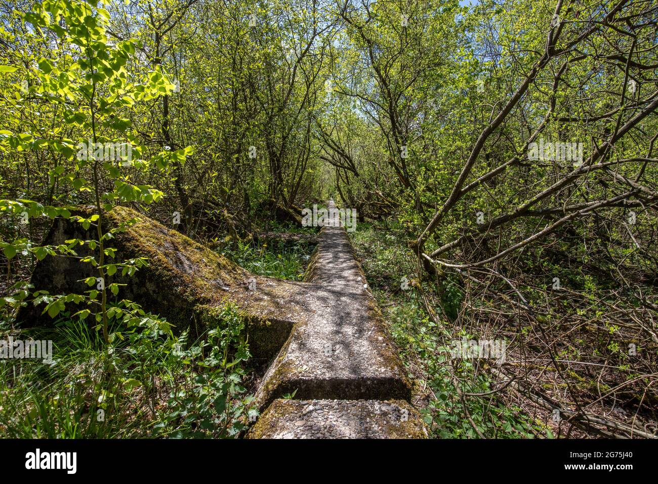 A walking trail along the historic tank traps along the Westwall near ...