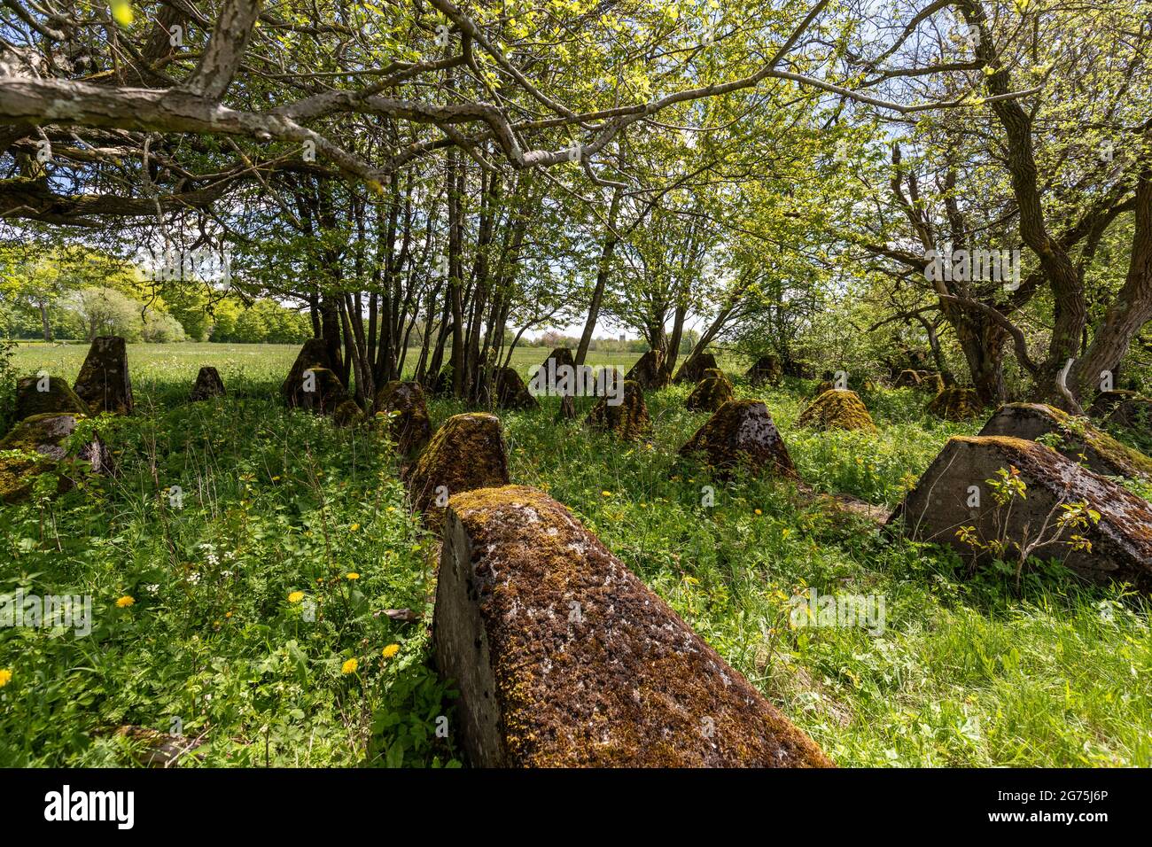 A nature reserve along the historic tank traps along the Westwall near ...