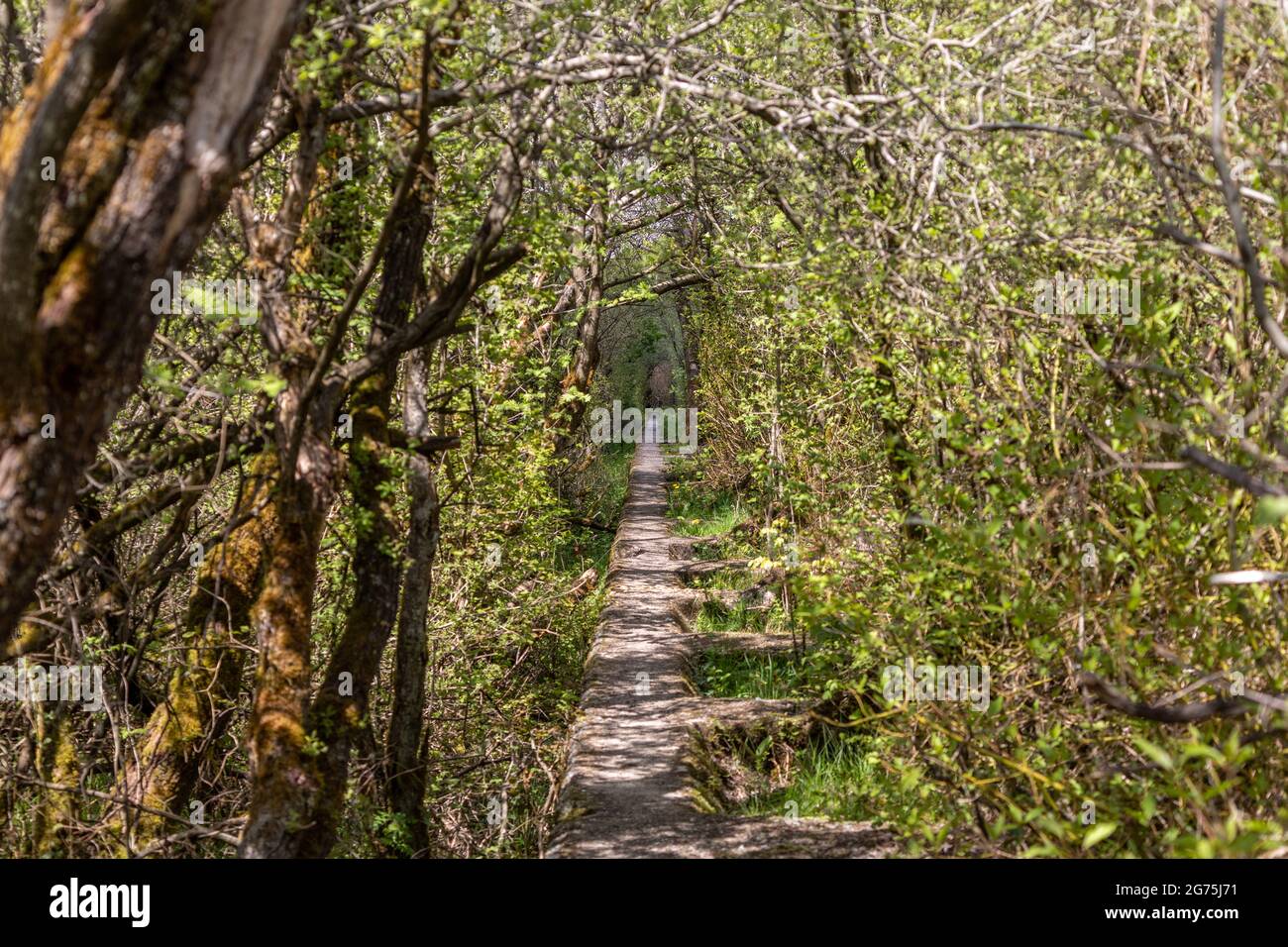 A walking trail along the historic tank traps in the Westwall near the ...