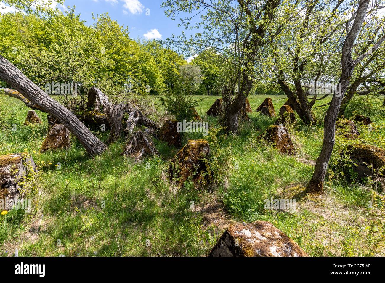 A nature reserve along the historic tank traps along the Westwall near ...