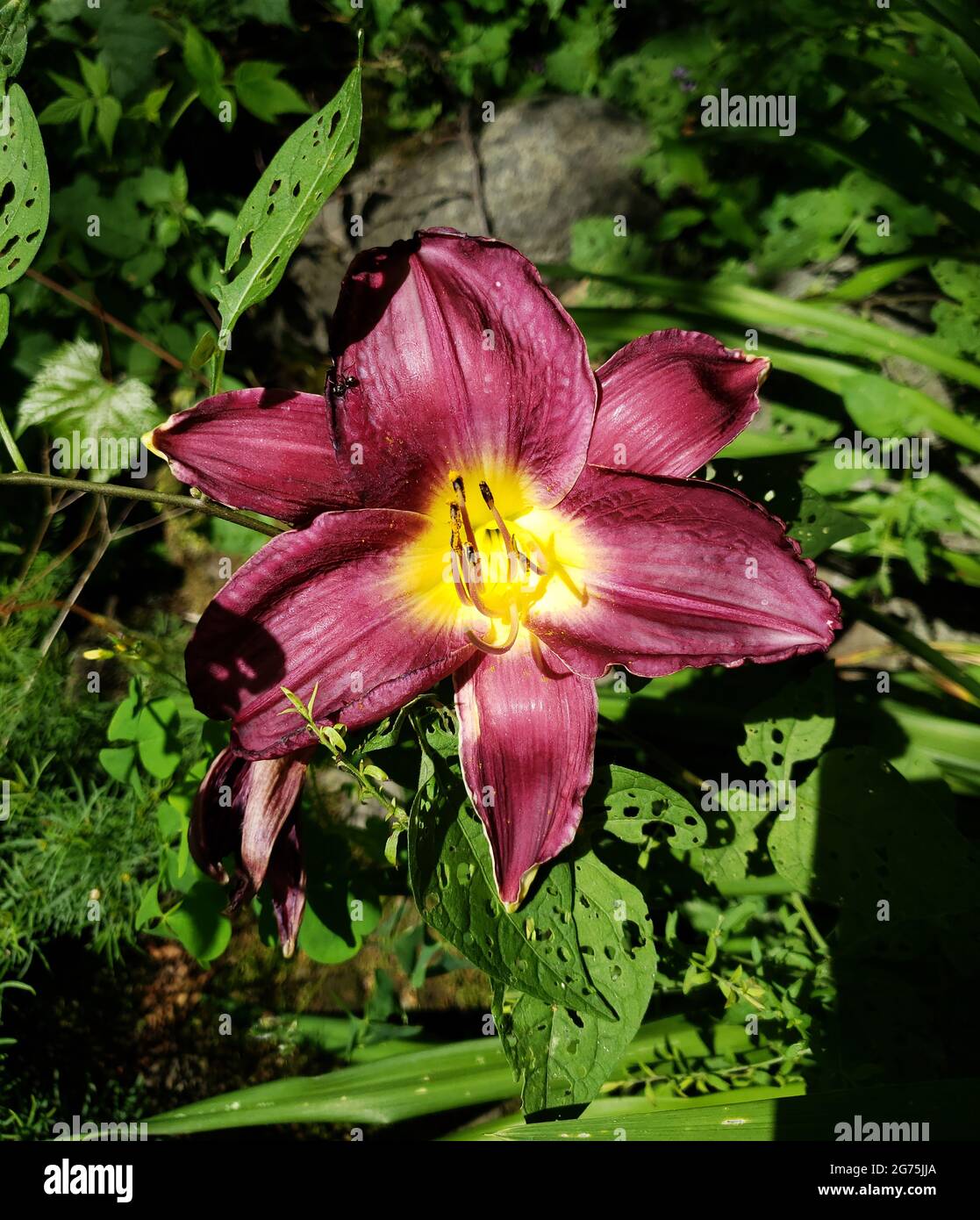 Wallpaper orange_lily hi-res stock photography and images - Alamy