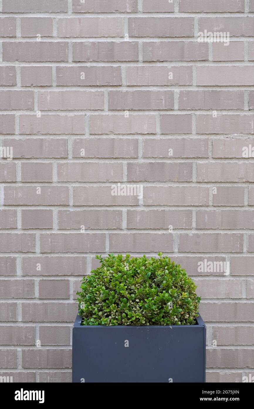 A decorative bush outdoors against a brick wall background Stock Photo ...
