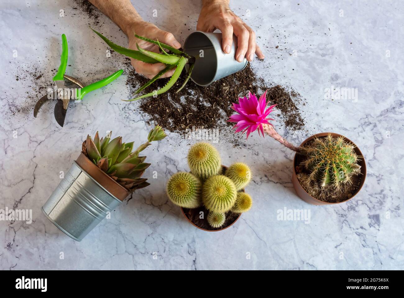 Hobby gardening. Person with his hands dedicated to planting. Soil ...
