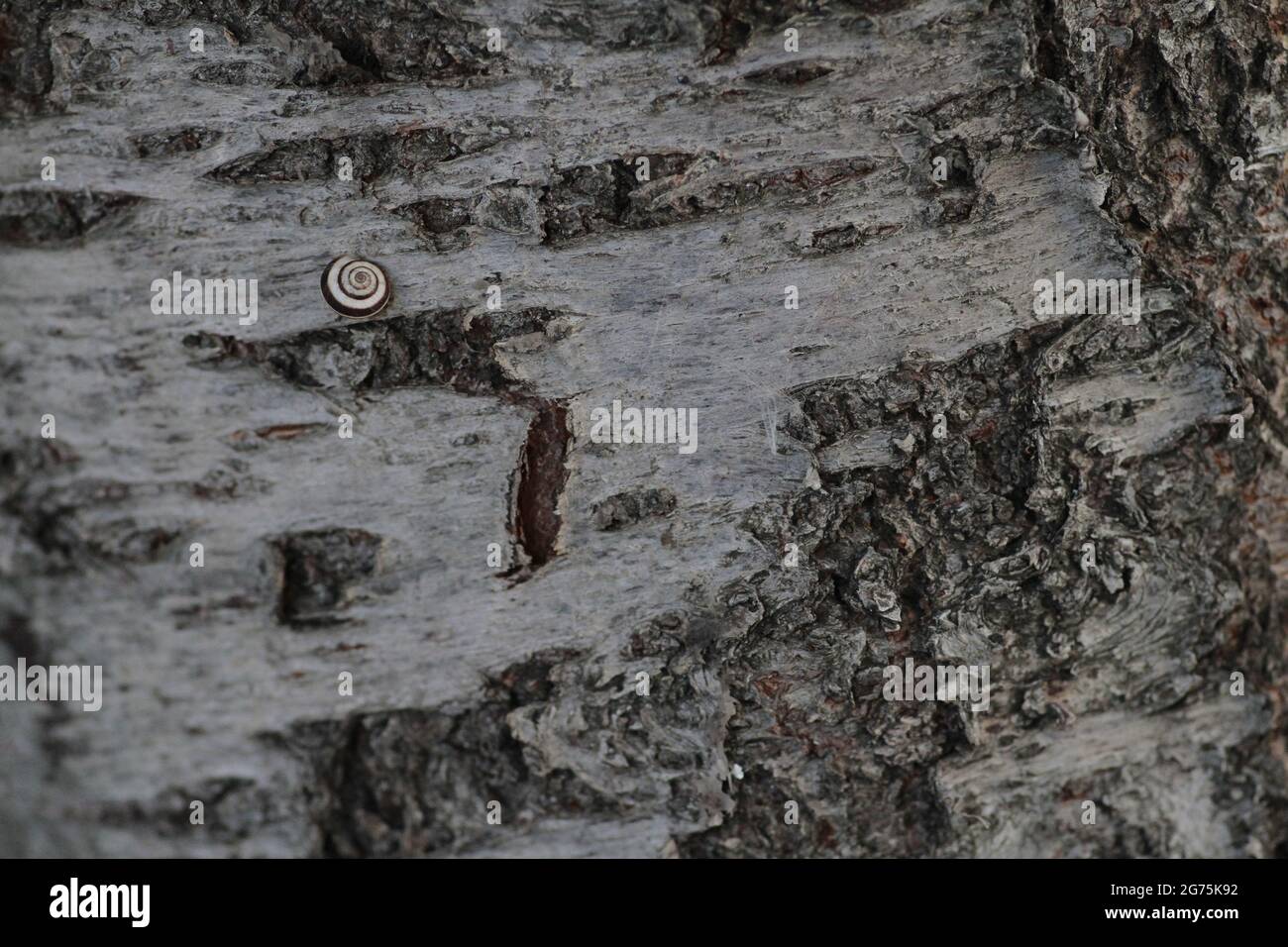 Mulberry bark hi-res stock photography and images - Alamy