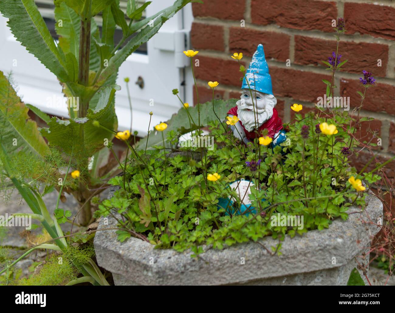 A plastic gnome placed in a stone pot by a house wall Stock Photo - Alamy